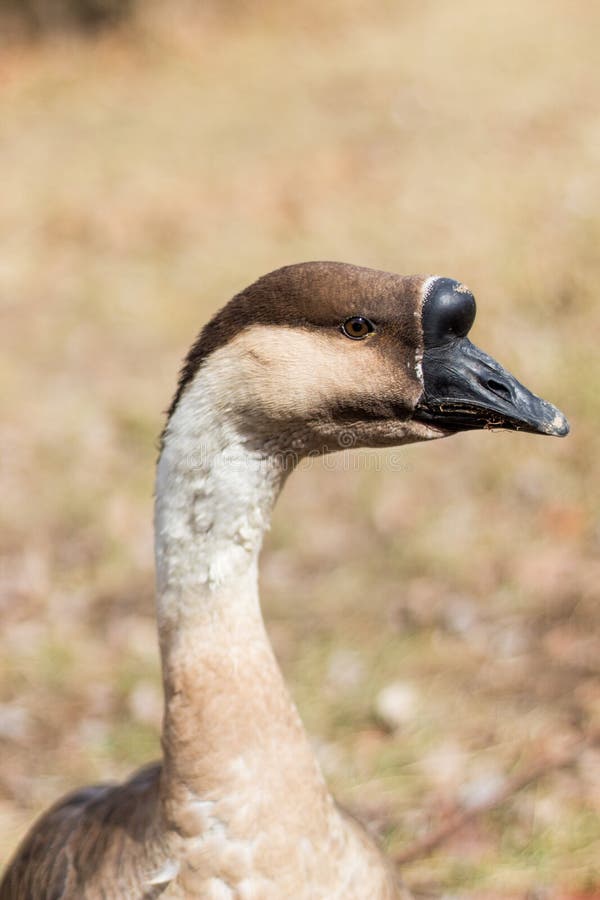 Grey African Goose Portrait Stock Photo - Image of brown, african ...