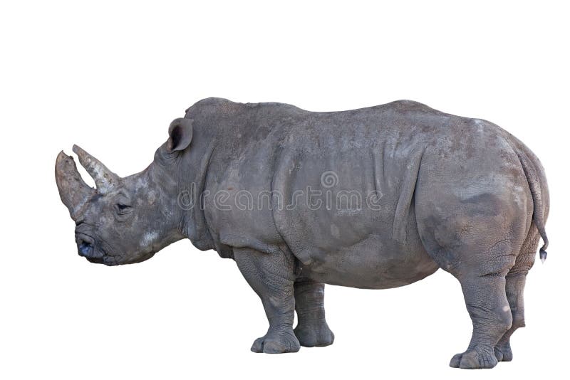 Grey African Rhino Isolated On White Stock Photos - Image: 21204563