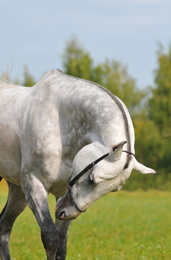 Grey akhal-teke horse stock image. Image of black, natural - 11574665