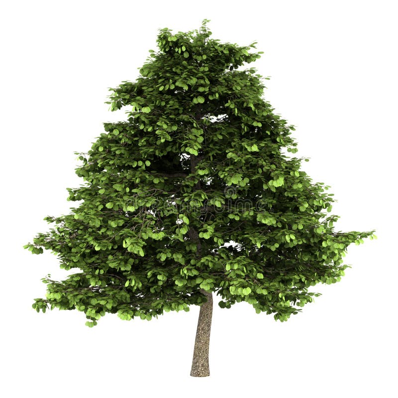 Grey Alder Tree Isolated White Stock Illustrations – 4 Grey Alder Tree ...