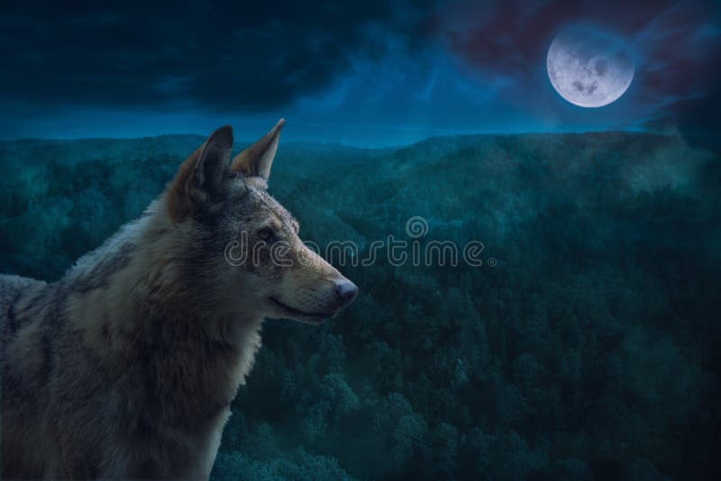 Grey Alpha Wolf during Full Moon Night in Der Wildnis Stockfoto - Bild ...