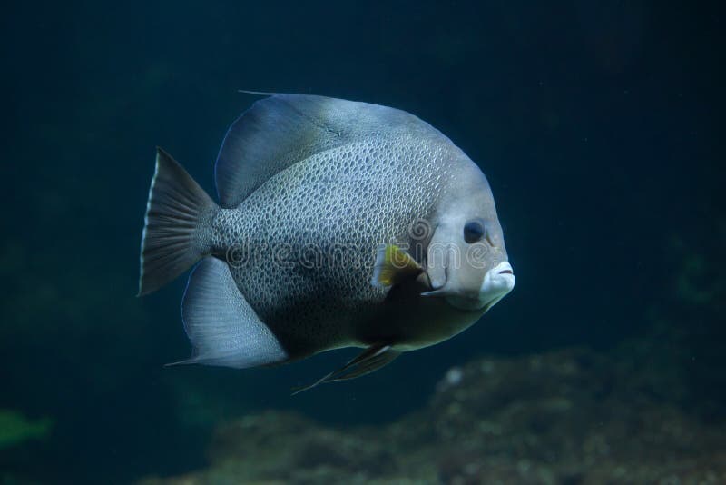 Grey Angelfish Pomacanthus Arcuatus. Stock Photo - Image of grey ...