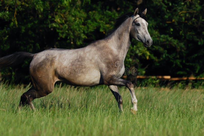 Grey arabian horse stock photo. Image of mare, active - 10538882