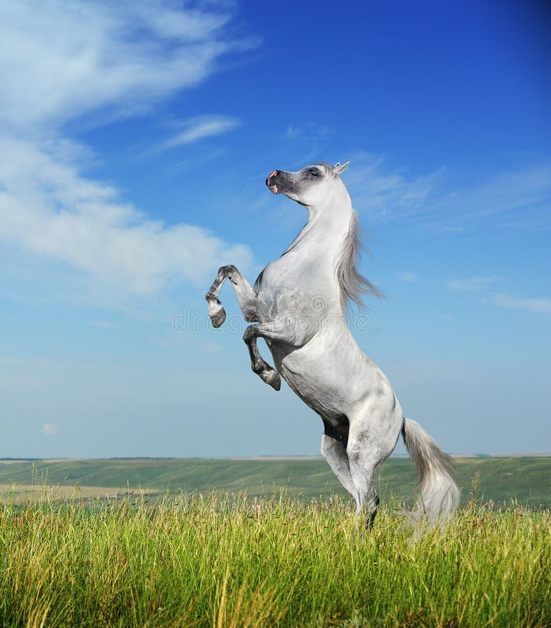 A Grey Arabian Horse Rearing Stock Image - Image of blue, equine: 29502377