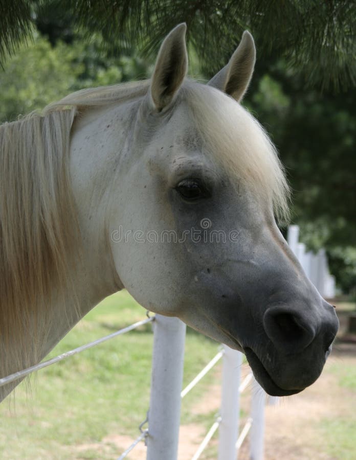 Grey Arabian Stallion stock photo. Image of stallion, arabian - 1023268