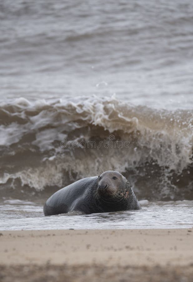A Grey Atlantic Seal on the Beach Stock Image - Image of beach ...