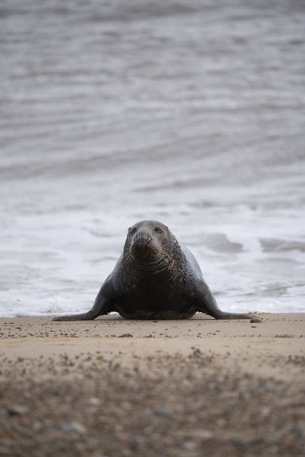 A Grey Atlantic Seal on the Beach Stock Image - Image of atlantic ...