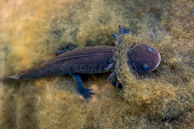 Grey Axolotl in Mexican Waters, Showcasing Its Unique Terrestrial ...