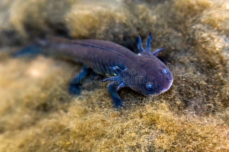 Grey Axolotl in Mexican Waters, Showcasing Its Unique Terrestrial ...