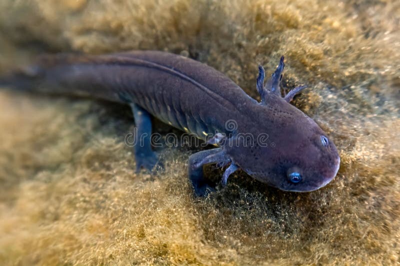 Grey Axolotl in Mexican Waters, Showcasing Its Unique Terrestrial ...
