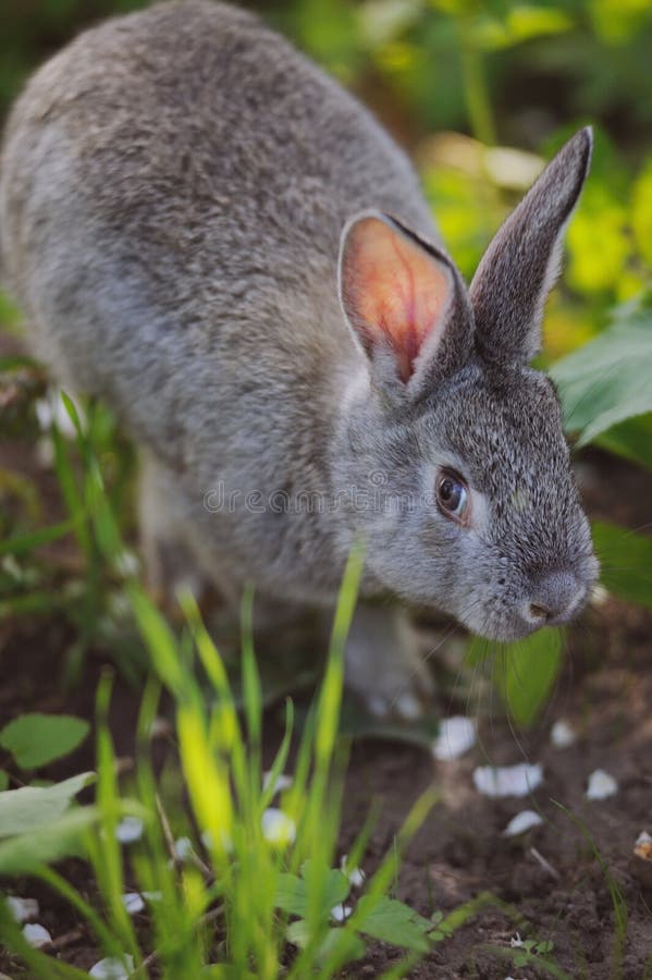 Grey rabbit in the grass stock image. Image of rural - 50181463