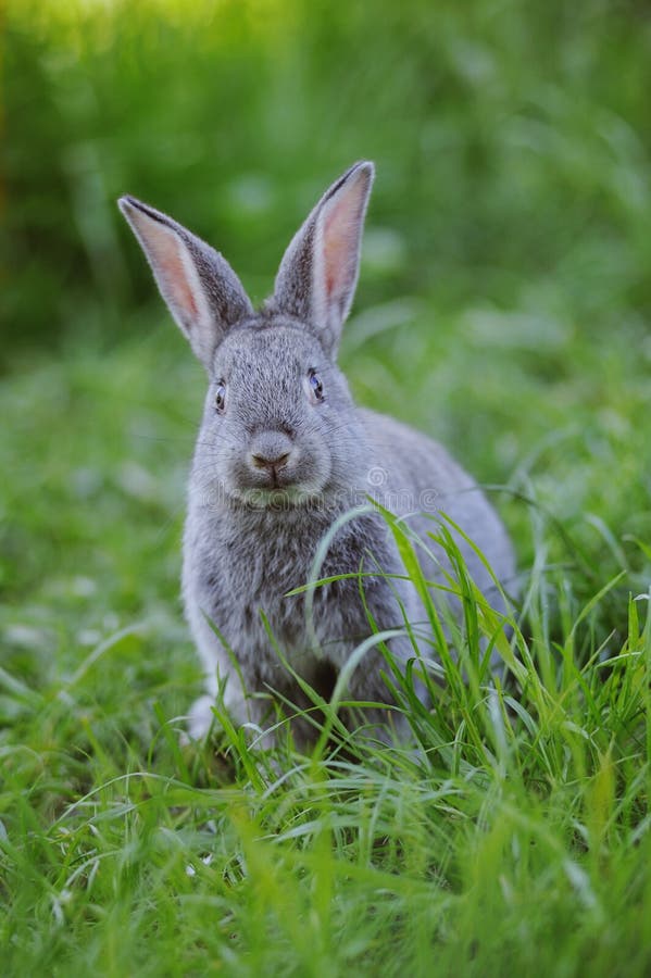 Grey rabbit in the grass stock image. Image of rural - 50181463