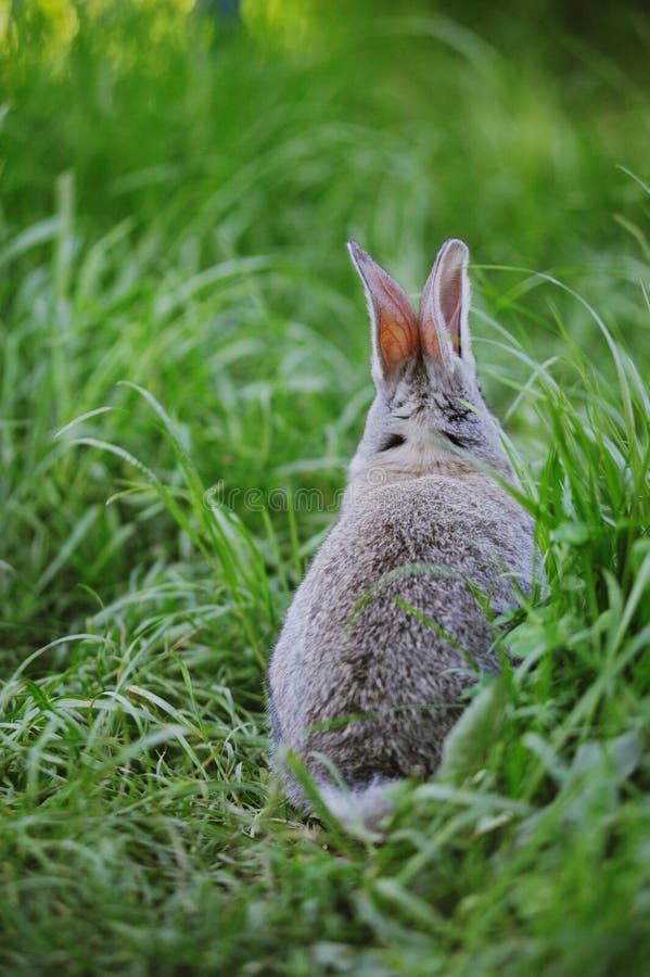 Grey rabbit in the grass stock image. Image of rural - 50181463