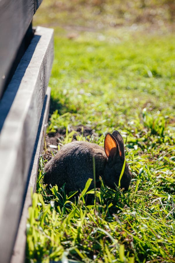 Grey Baby Rabbit on the Grass. Vertical Veiw Stock Photo - Image of ...
