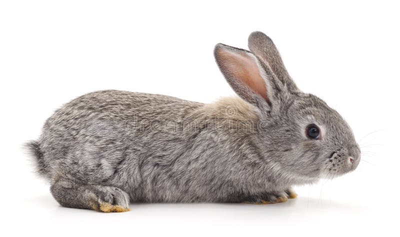 Baby rabbit. stock image. Image of single, color, camera - 54079627