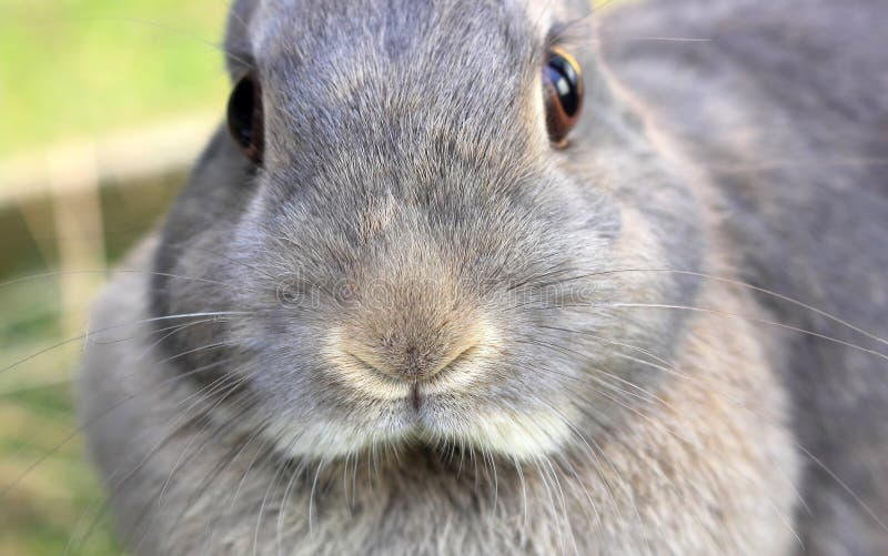 Grey baby rabbit stock photo. Image of bunny, hairy, animals - 52856836