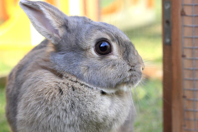 Grey baby rabbit stock image. Image of adorable, animal - 52856981