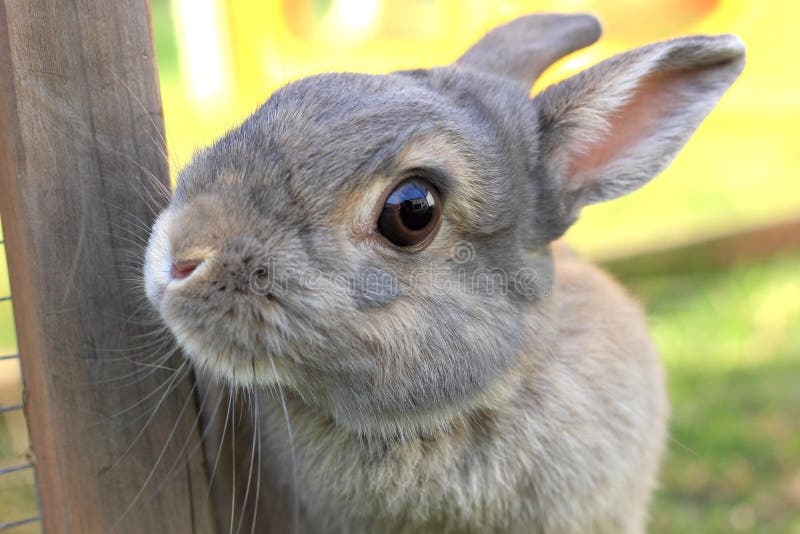 Grey Rabbit Stock Photos - Download 10,387 Royalty Free Photos