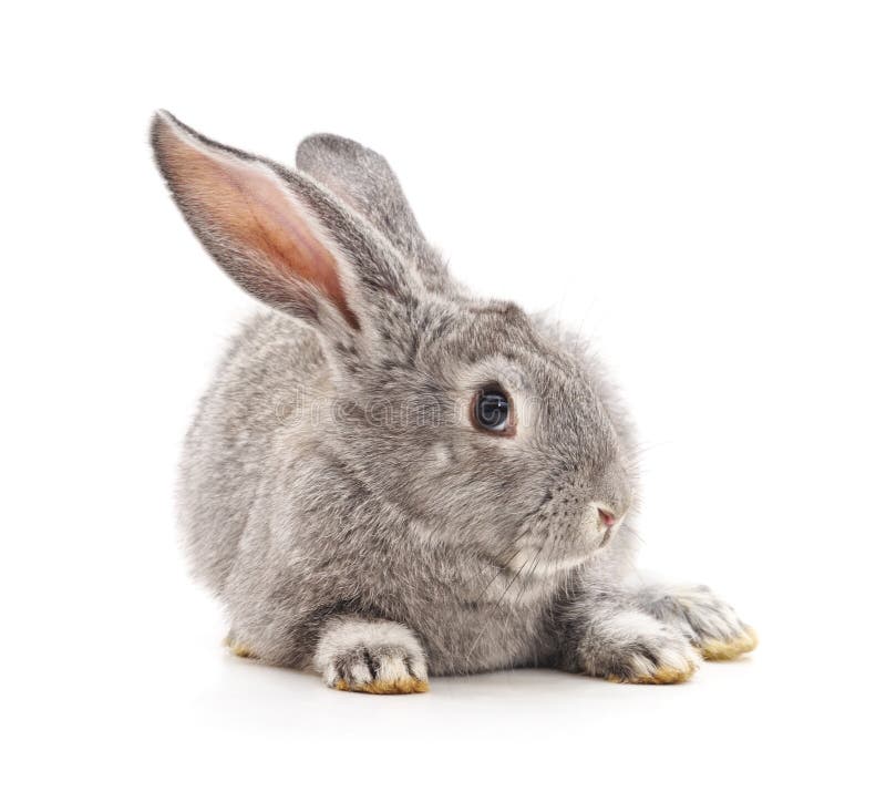 Grey baby rabbit stock photo. Image of mammal, small - 154580564