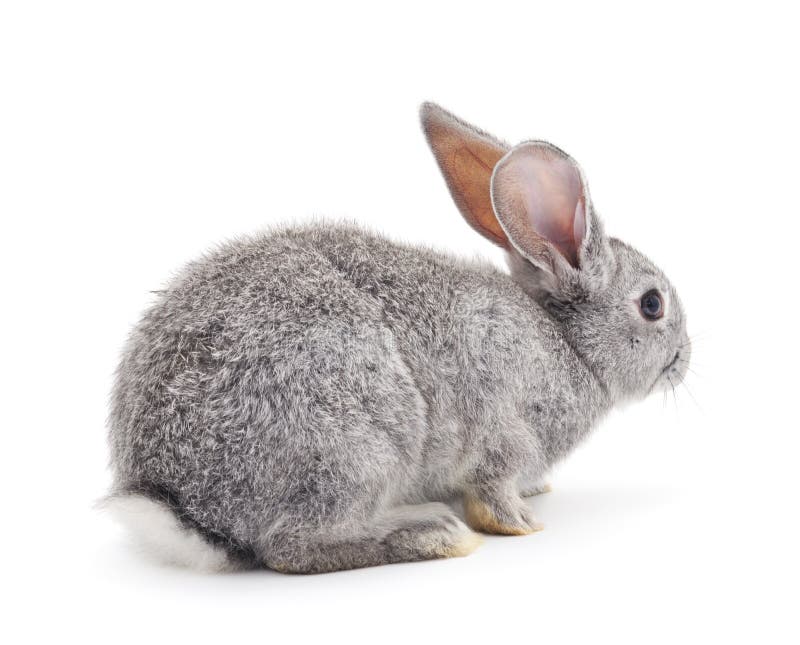 Baby rabbit. stock image. Image of single, color, camera - 54079627