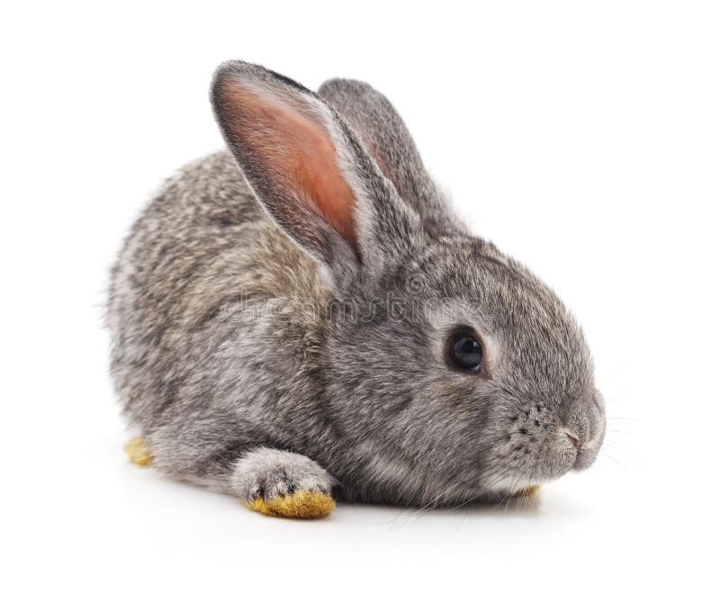 Grey baby rabbit stock photo. Image of mammal, small - 154580564