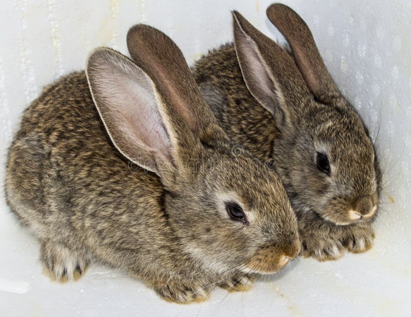 Grey Baby Rabbit on White Background. Stock Photo - Image of animal ...