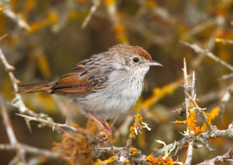 Grey Backed Cisticola stock image. Image of backed, bird - 13405509 Grey Backed Cisticola stock image. Image of backed, bird - 13405509