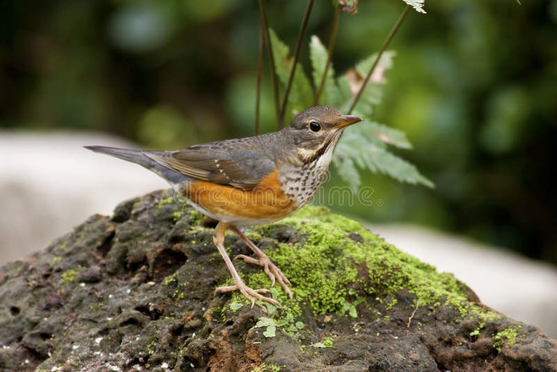 Grey-backed Thrush ,Turdus Hortulorum Stock Photo - Image of cute ...