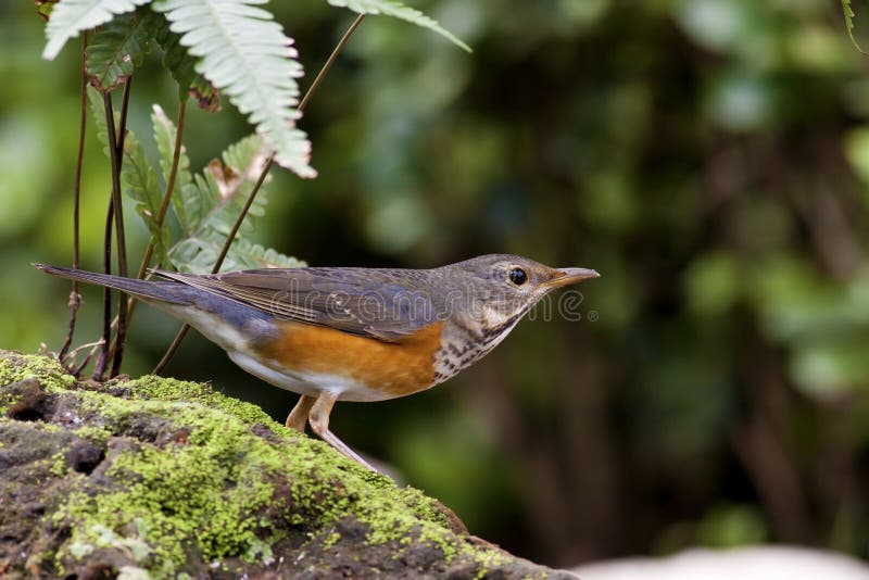 Grey-backed Thrush ,Turdus Hortulorum Stock Photo - Image of cute ...