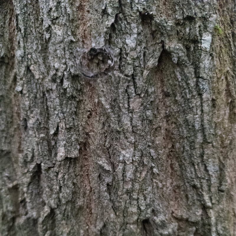 Grey Background. the Bark of a Gray Tree is in Close-up. Wood Texture ...