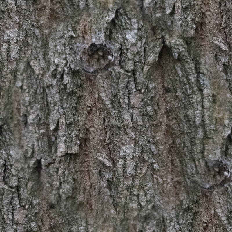 Grey Background. the Bark of a Gray Tree is in Close-up. Wood Texture ...
