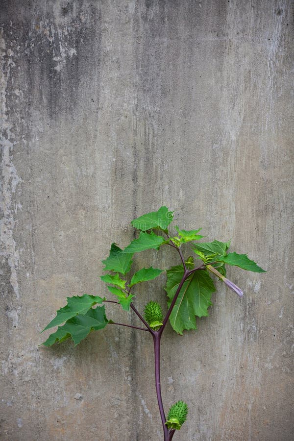 Grey background stock photo. Image of dirty, abstract - 52087972