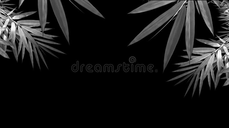 Grey Bamboo Leaves on Black Background. Stock Image - Image of isolated ...