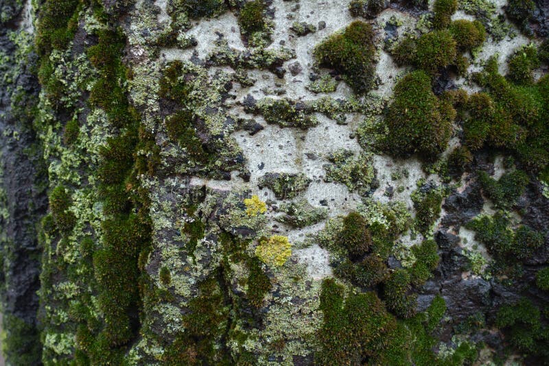 Grey Bark of Silver Poplar with Dark Green Moss and Yellow Lichen Stock ...