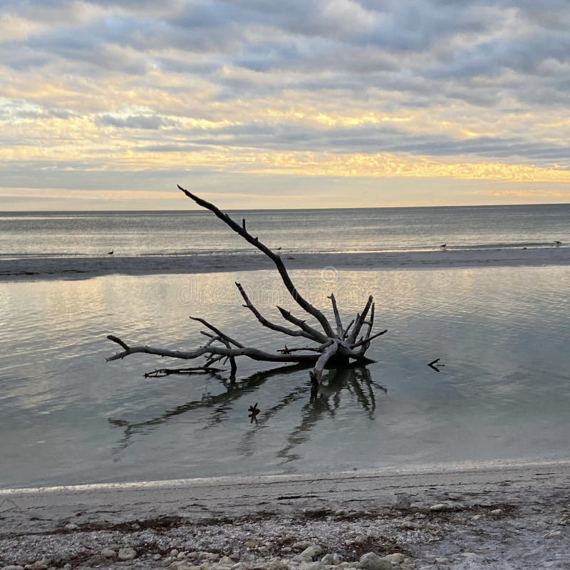Grey beach day stock image. Image of driftwood, beach - 372000575