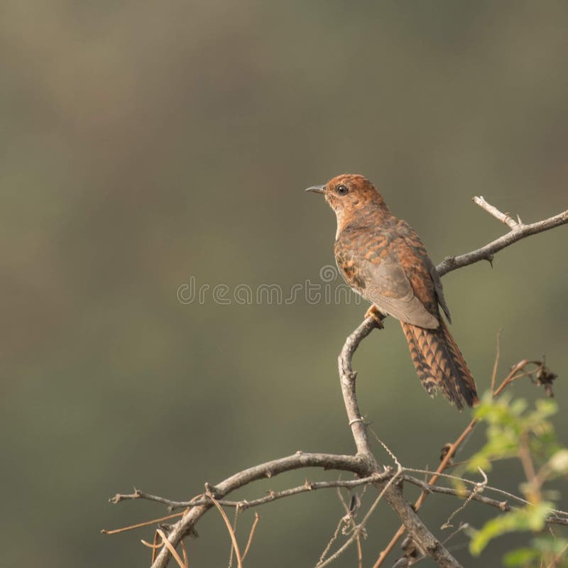 Grey bellied cuckoo stock image. Image of nature, beak - 192553855