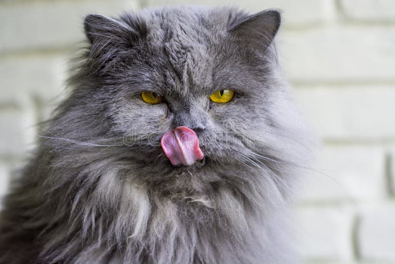 Grey big cat stock image. Image of feline, lips, domestic - 54553365