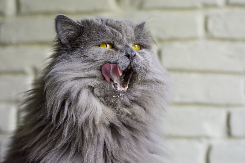 Grey big cat stock image. Image of feline, lips, domestic - 54553365