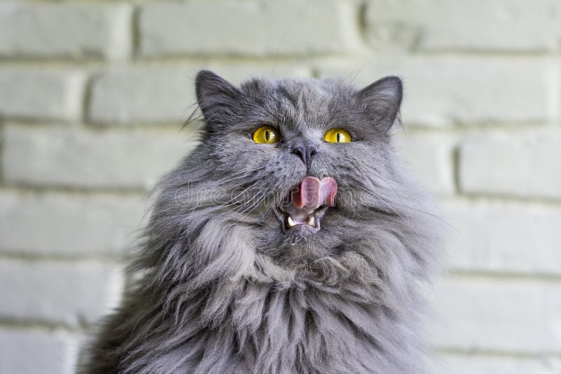 Grey Big Cat Licks Your Face Stock Photos - Free & Royalty-Free Stock ...