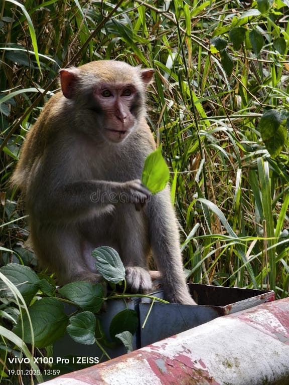 A Grey Big Monkey Sits in the Thicket of Trees Stock Image - Image of ...