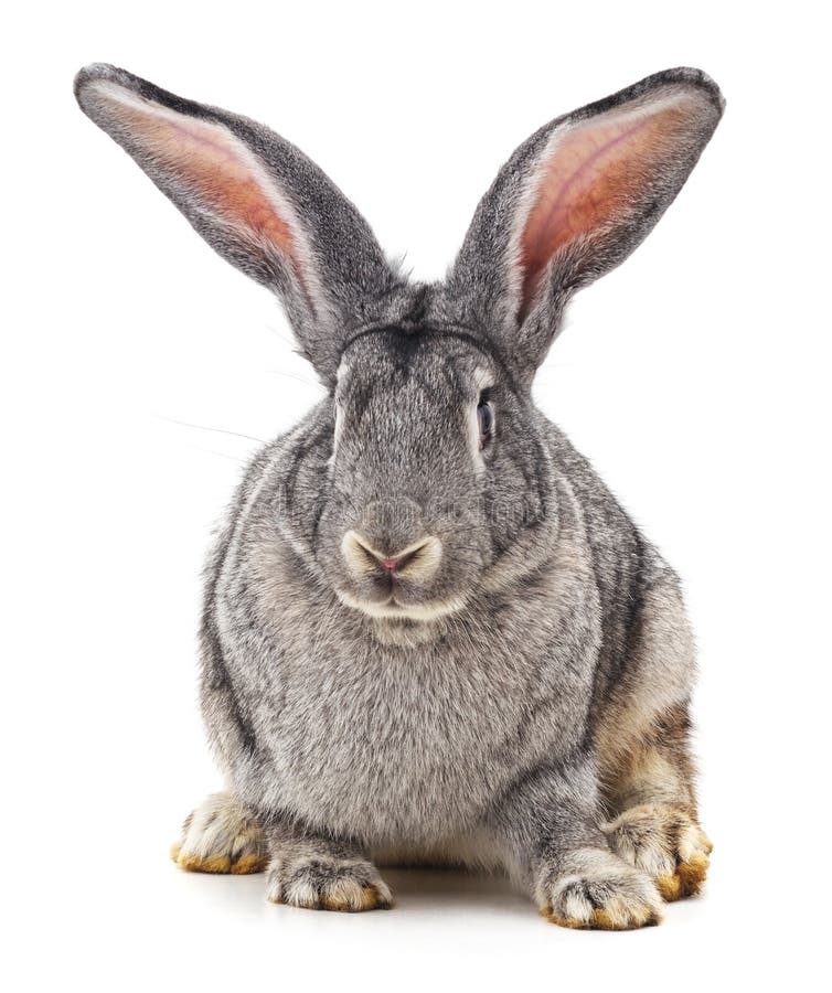 616 Grey Big Rabbit Stock Photos - Free & Royalty-Free Stock Photos ...