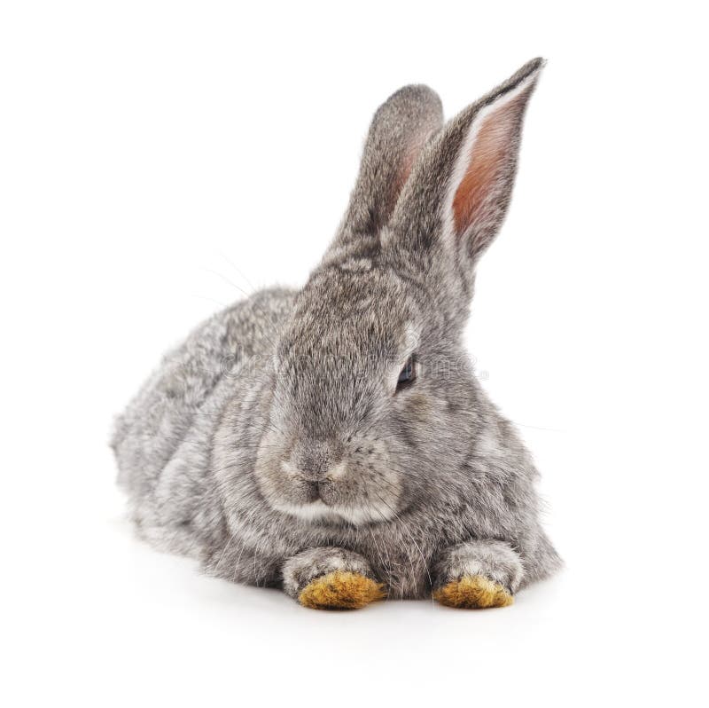 616 Grey Big Rabbit Stock Photos - Free & Royalty-Free Stock Photos ...