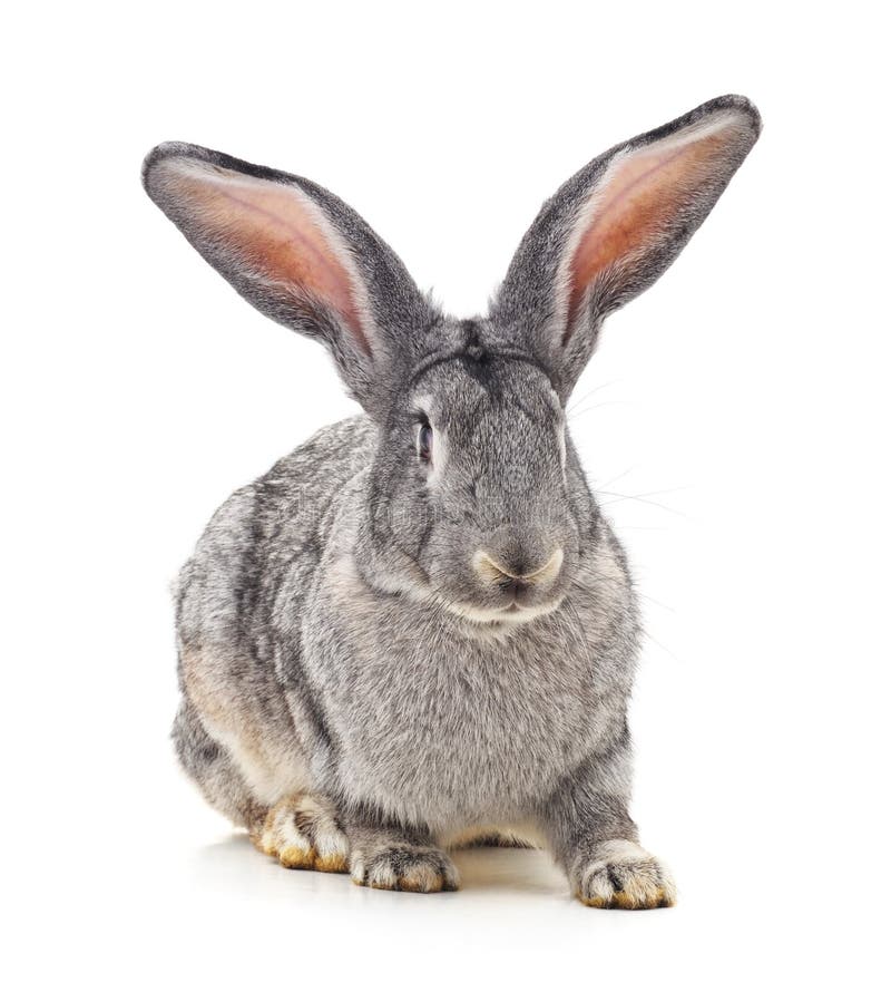 616 Grey Big Rabbit Stock Photos - Free & Royalty-Free Stock Photos ...