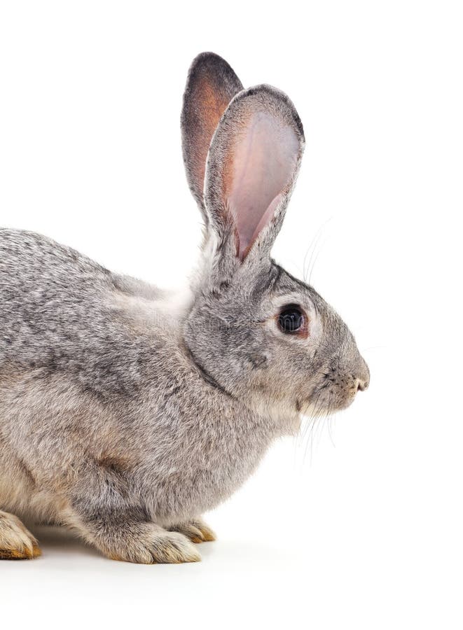 366 Big Grey Rabbit White Stock Photos - Free & Royalty-Free Stock ...