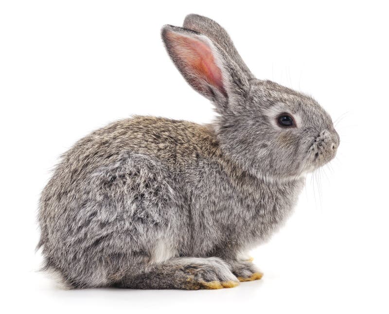 616 Grey Big Rabbit Stock Photos - Free & Royalty-Free Stock Photos ...