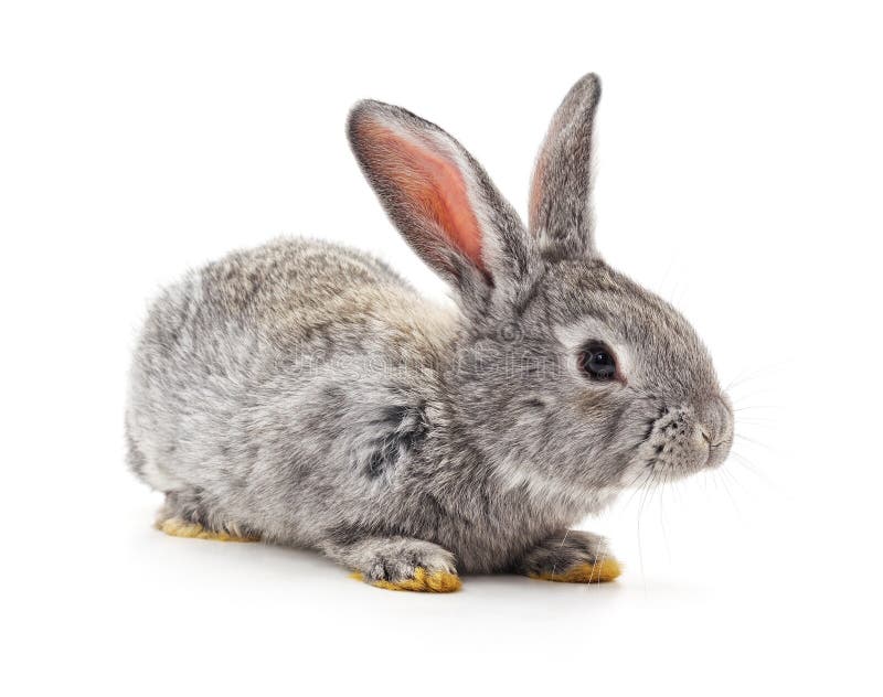 345 Big Grey Rabbit White Stock Photos - Free & Royalty-Free Stock ...