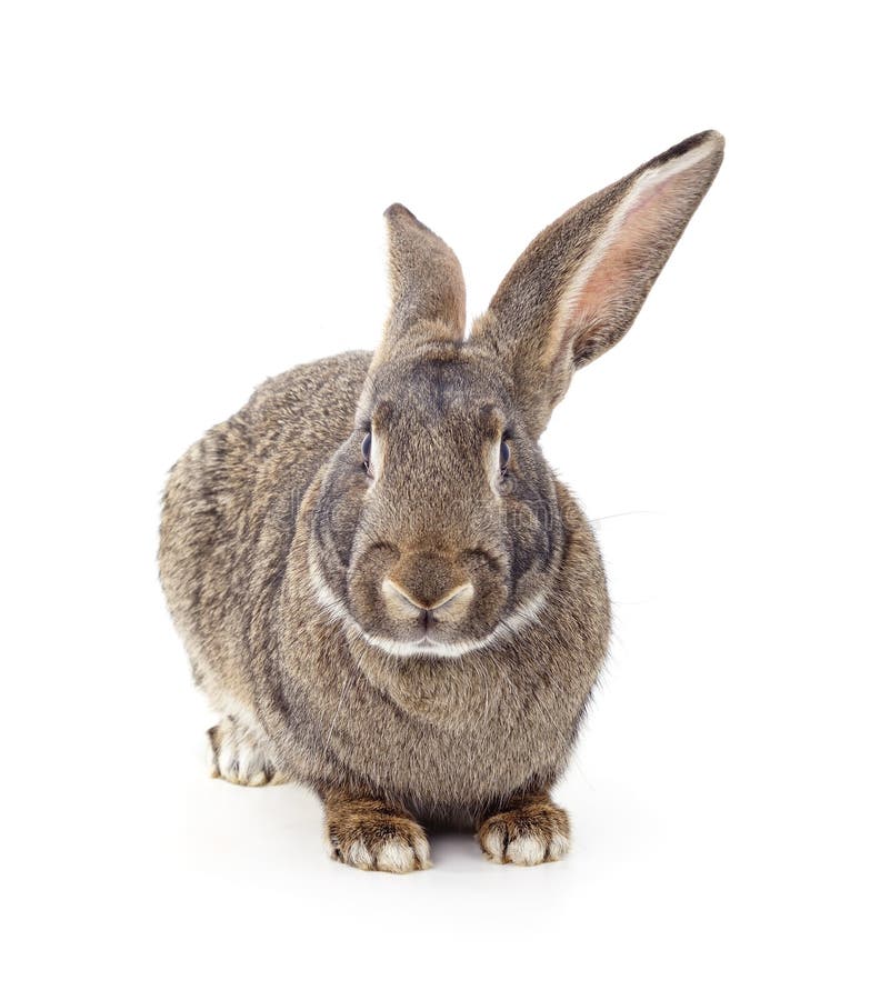 Grey big rabbit stock photo. Image of tame, animal, breeding - 13829466