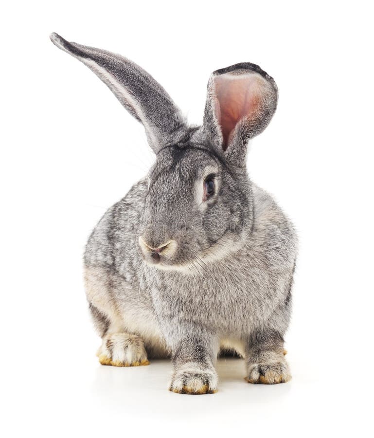 366 Big Grey Rabbit White Stock Photos - Free & Royalty-Free Stock ...