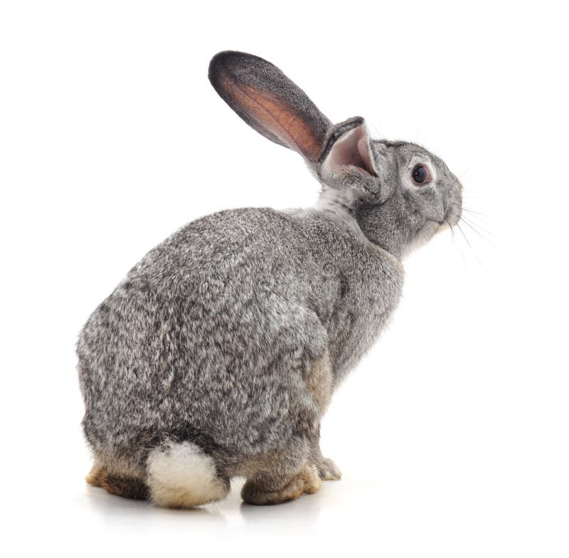 517 Big Grey Bunny Stock Photos - Free & Royalty-Free Stock Photos from ...