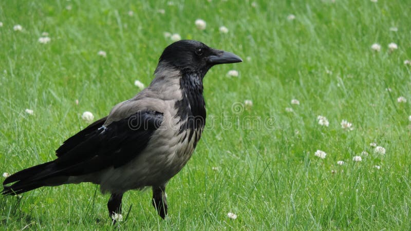 Grey Big Raven on a Green Meadow Stock Image - Image of grass, wing ...